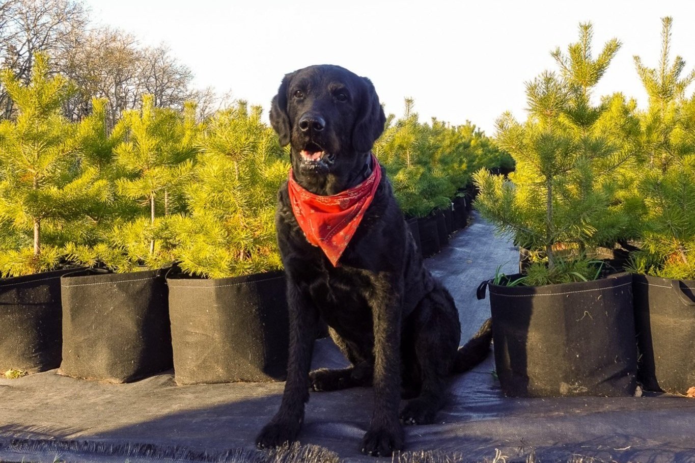 Farlinger Farms | Live Christmas Tree Rentals