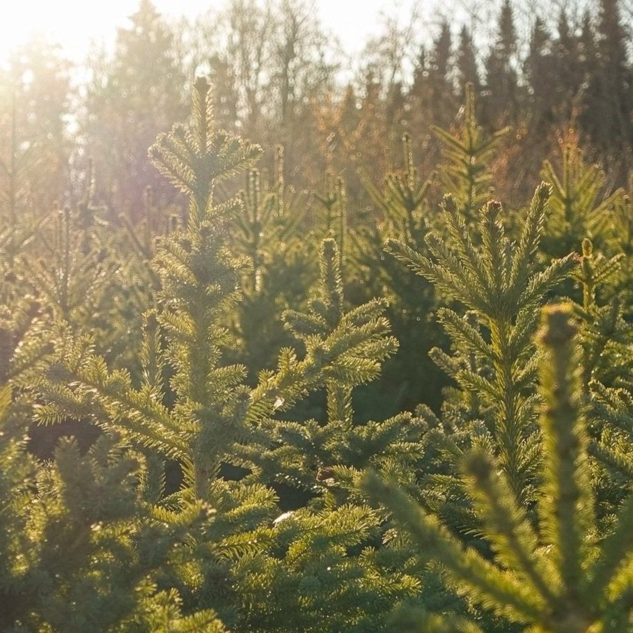 Christmas Tree Rentals - Farlinger Farms